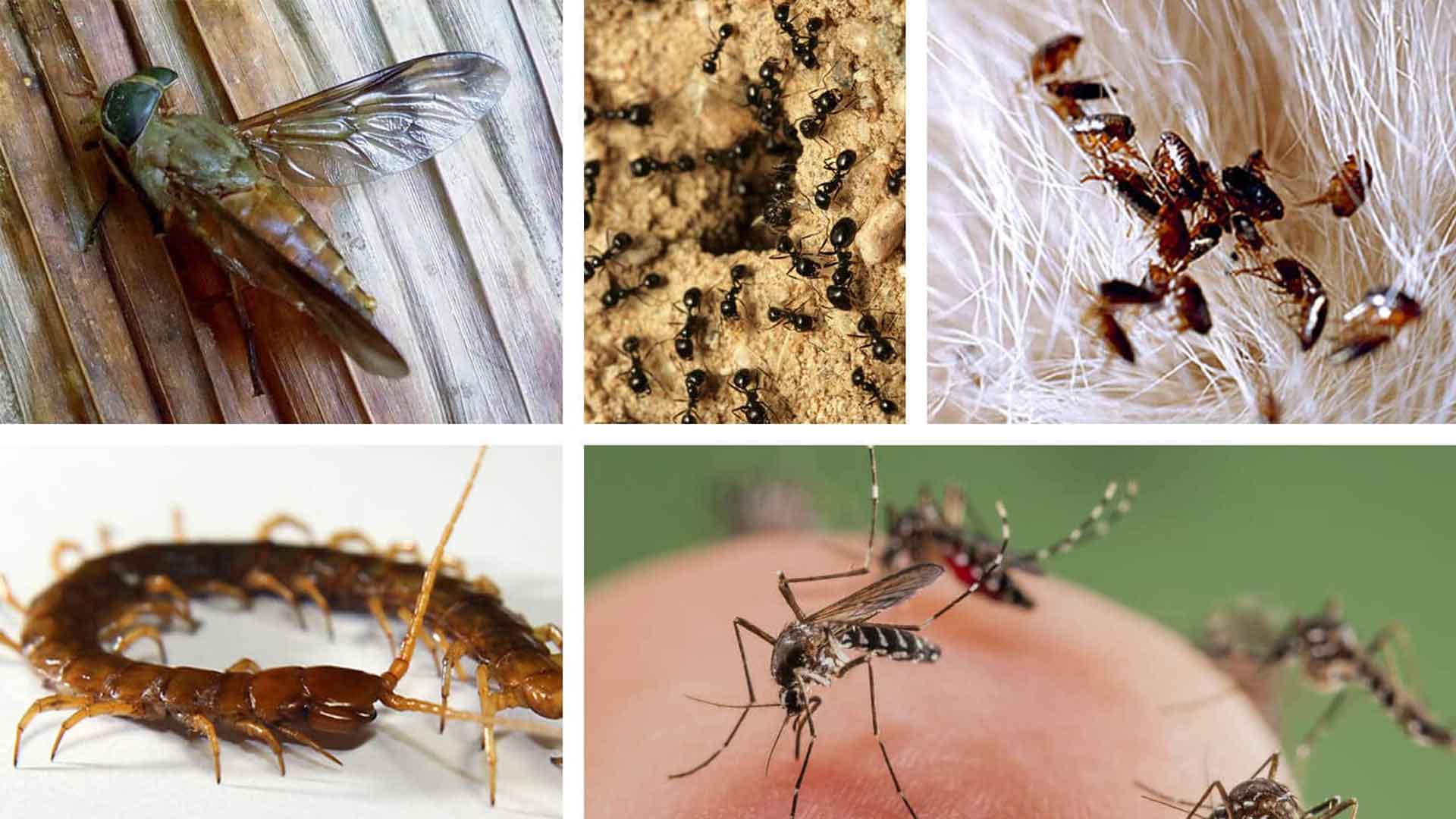 Picadas de insetos mais comuns – aprenda a identificar - Nas estradas ...